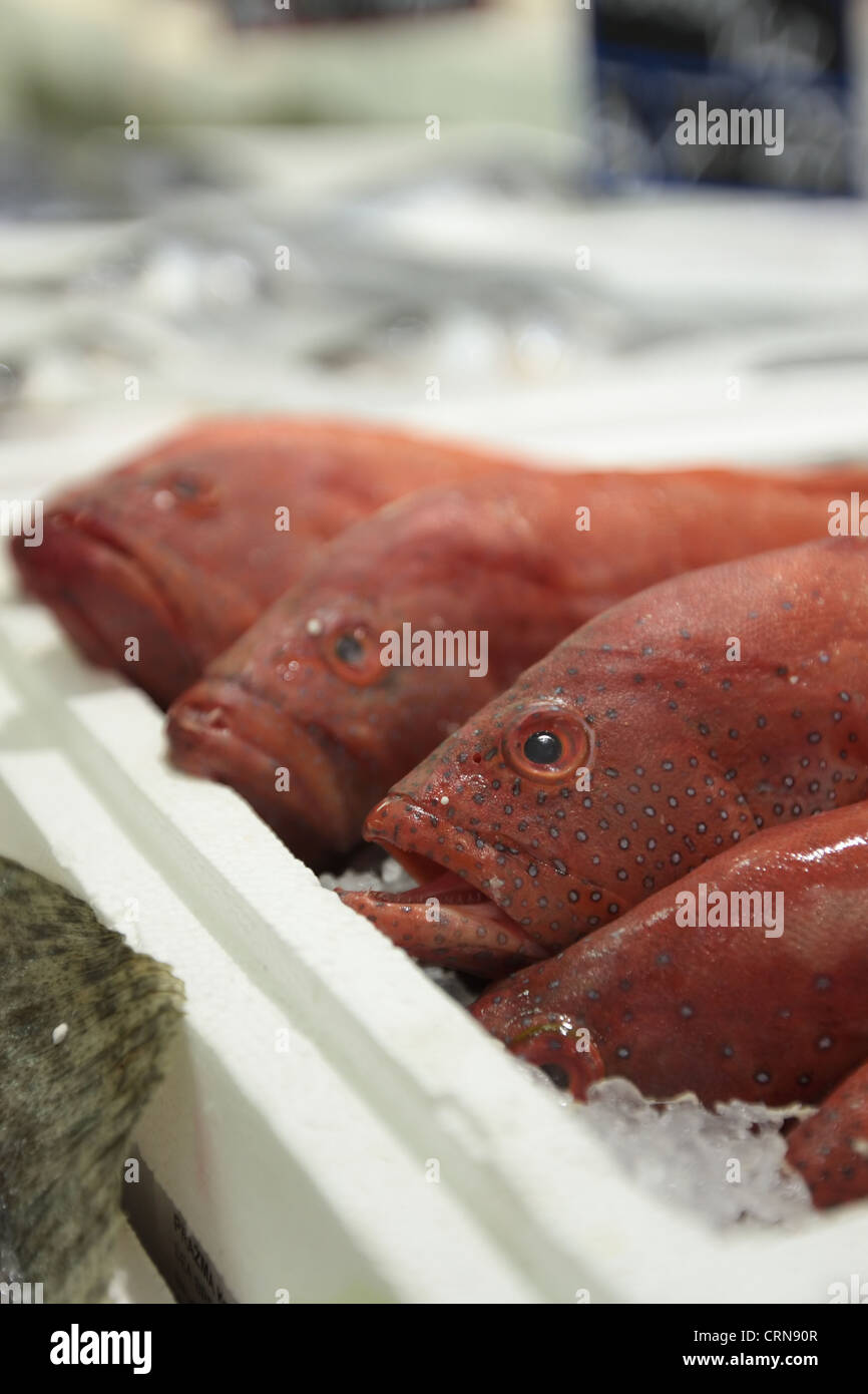 Close up of fish on display in a fish market (Muscat, Oman Stock Photo ...