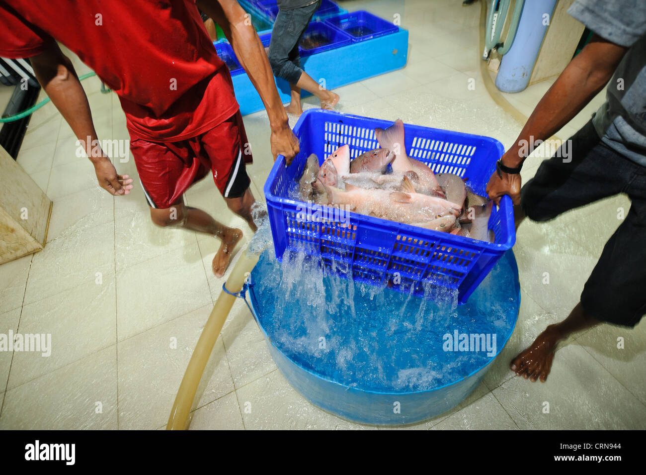 Live grouper being processed at the Pulau Mas facility in Denpasar ...