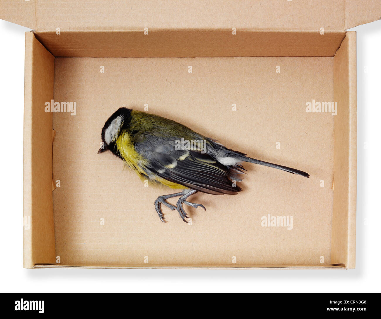 Dead bird in a cardboard box, killed by a cat Stock Photo - Alamy