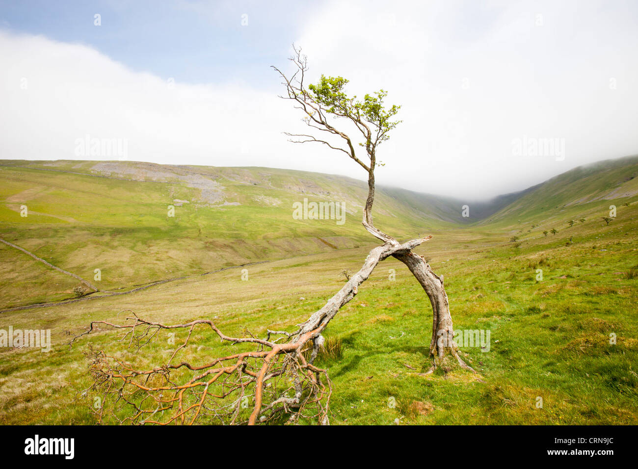 High cup nick hi-res stock photography and images - Alamy