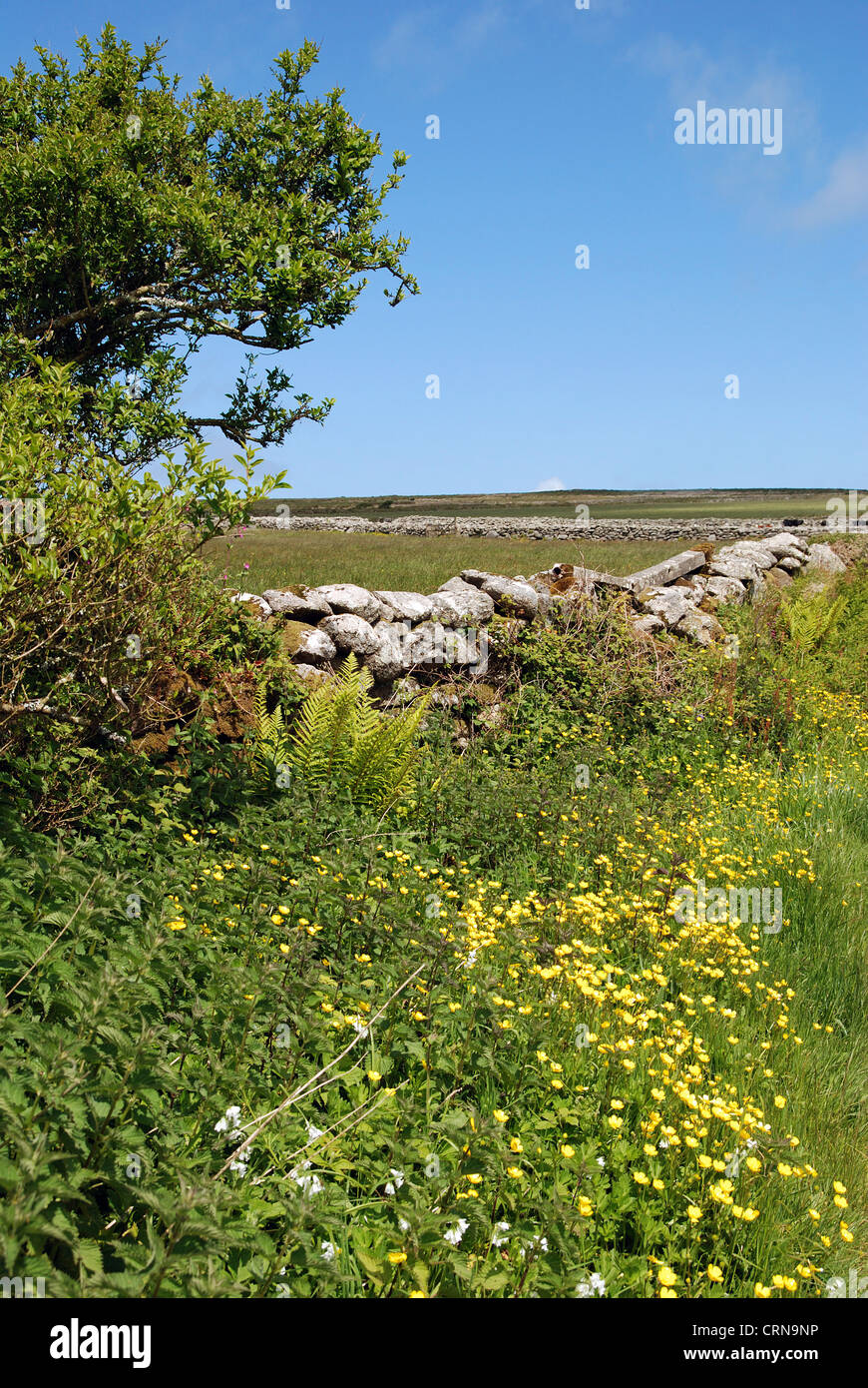 The countryside in west cornwall, uk Stock Photo - Alamy