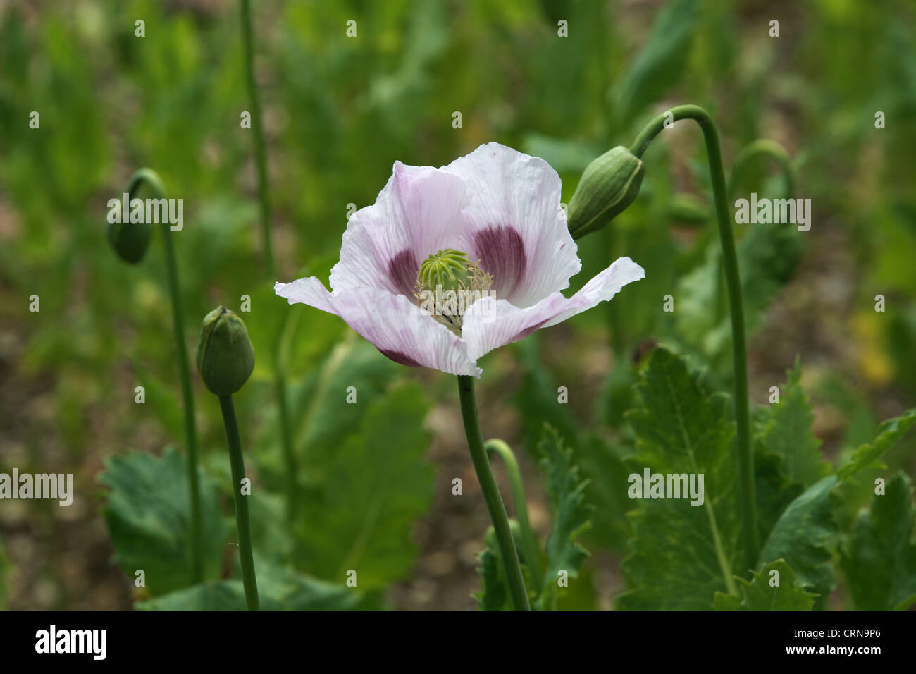Poppies for medicinal purposes Stock Photo - Alamy