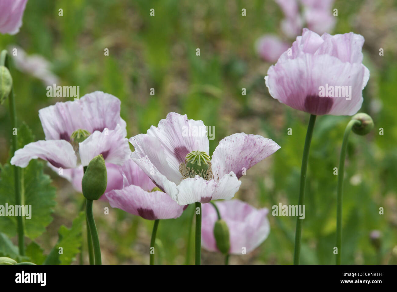 Poppies for medicinal purposes Stock Photo - Alamy