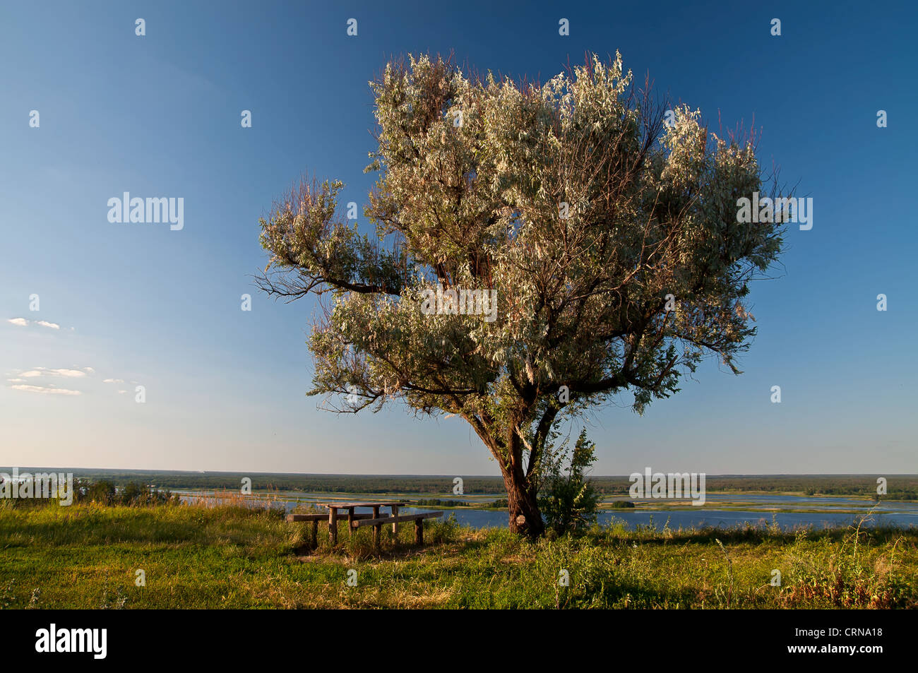 Old wild olive tree, a table and benches on the banks of the Dnieper ...
