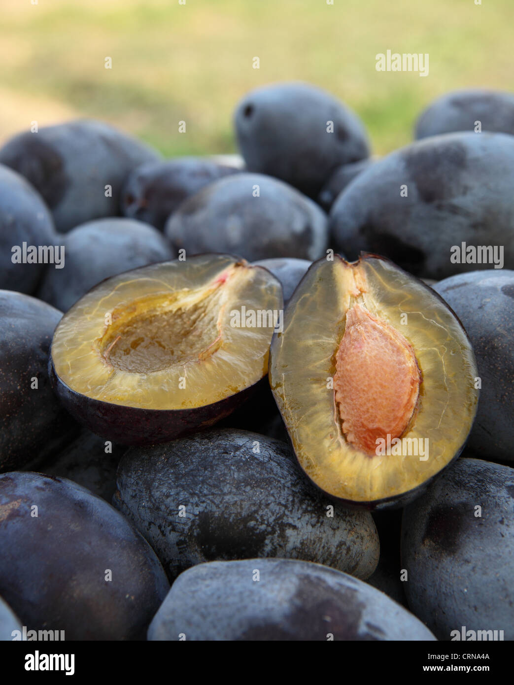 Plums - tasty and healthy plums straight from the garden Stock Photo ...