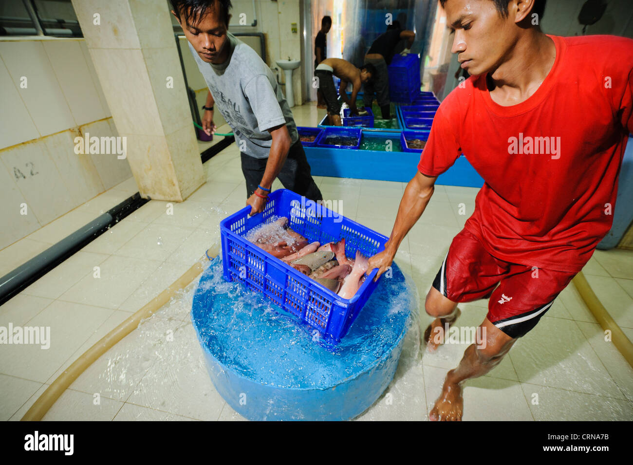 Live grouper being processed at the Pulau Mas facility in Denpasar ...