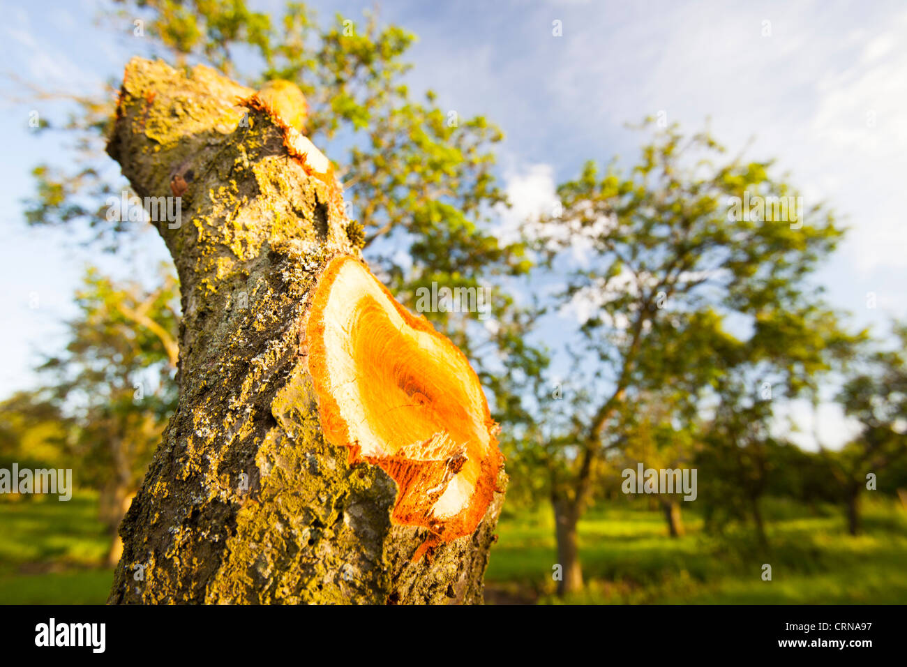 Orchard habitat hi-res stock photography and images - Alamy