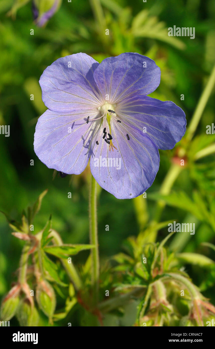 Meadow Cranesbill - Geranium pratense Stock Photo - Alamy