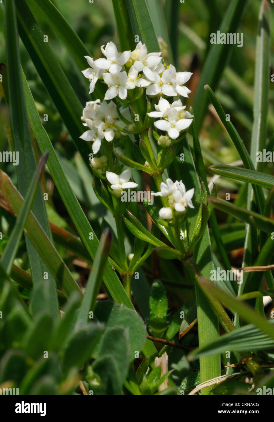 Limestone bedstraw galium sterneri hi-res stock photography and images ...