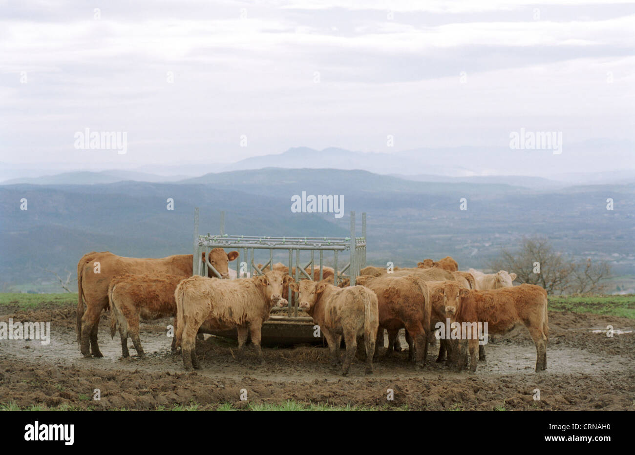 Cattle in France Stock Photo - Alamy