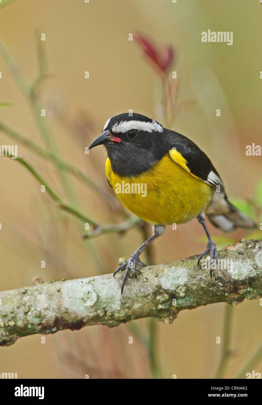 Bananaquit (Coereba flaveola flaveola) adult, perched on branch ...