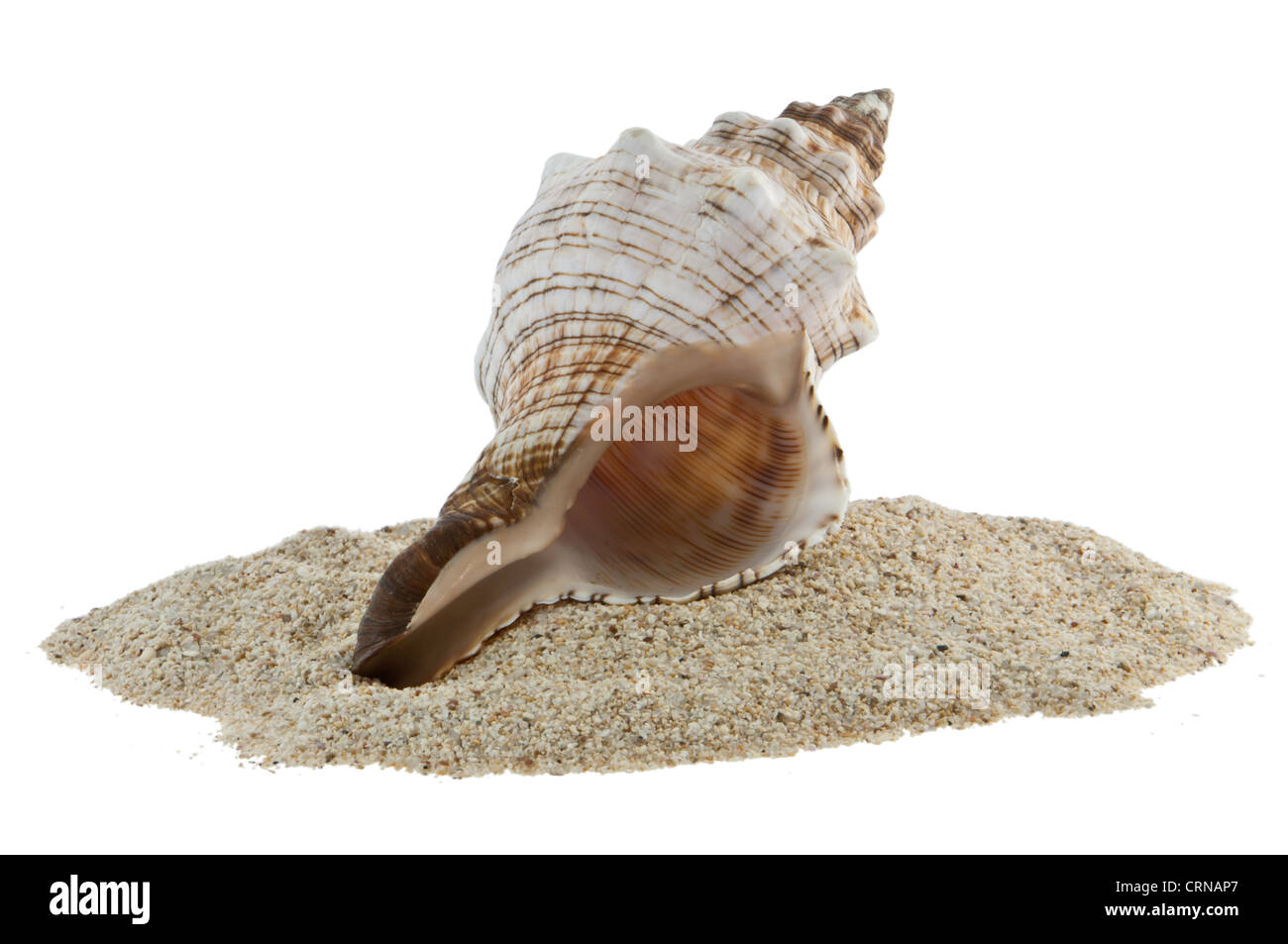 Closeup shell picture isolated on white background Stock Photo - Alamy