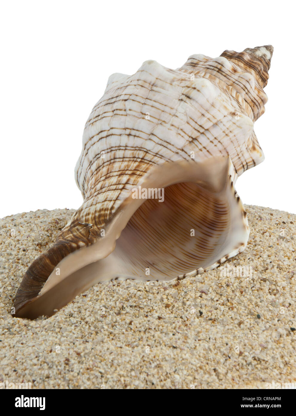 Closeup shell picture isolated on white background Stock Photo - Alamy