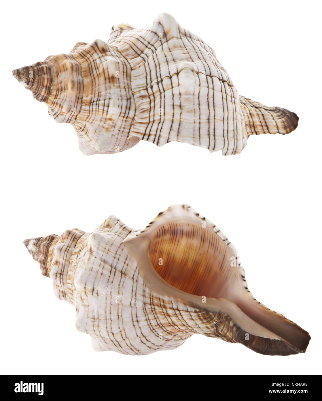 Some shells isolated on white background Stock Photo - Alamy