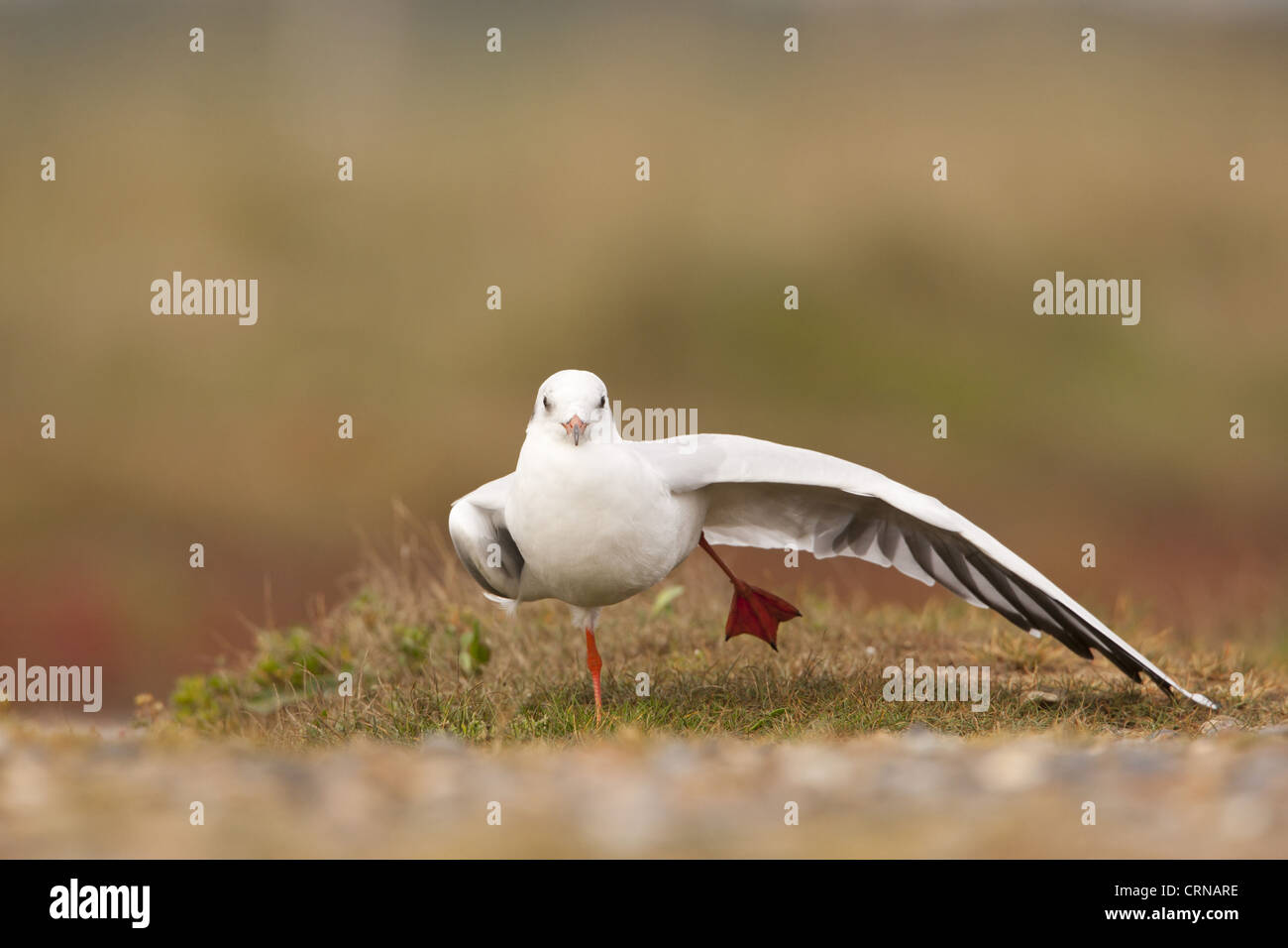 Black-headed Gull (Larus ridibundus) adult, winter plumage, stretching ...