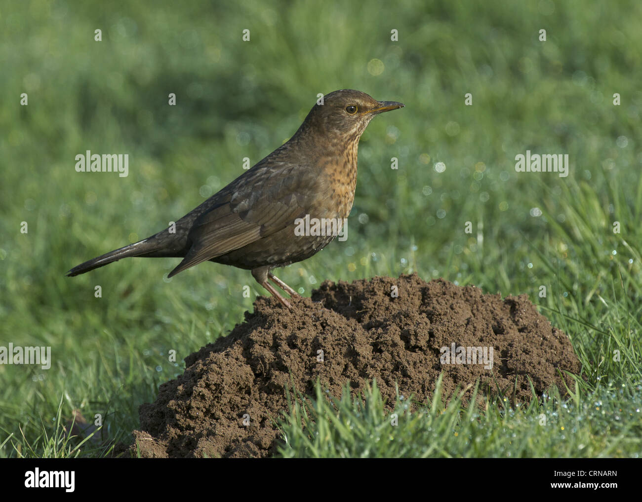 Mersehead rspb reserve hi-res stock photography and images - Alamy