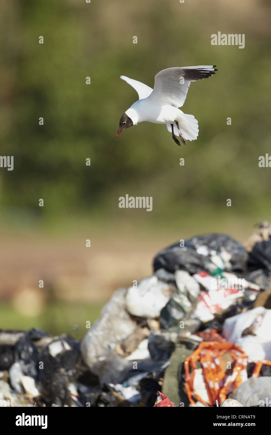 Landfill sites uk hi-res stock photography and images - Alamy