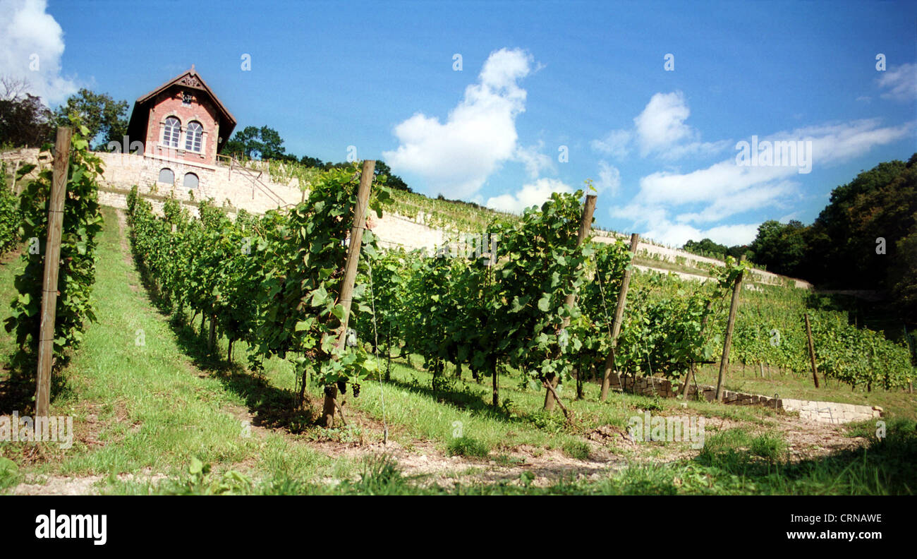 Overlooking a hillside wine: in the Saale-Unstrut region Stock Photo ...