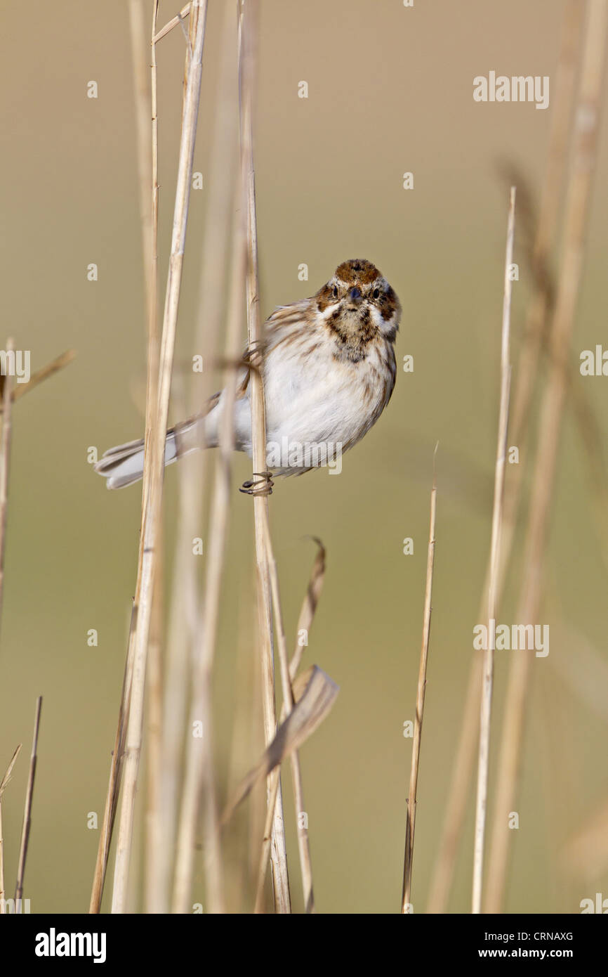 Reed Bunting (Emberiza schoeniclus) juvenile male, perched on reed stem ...