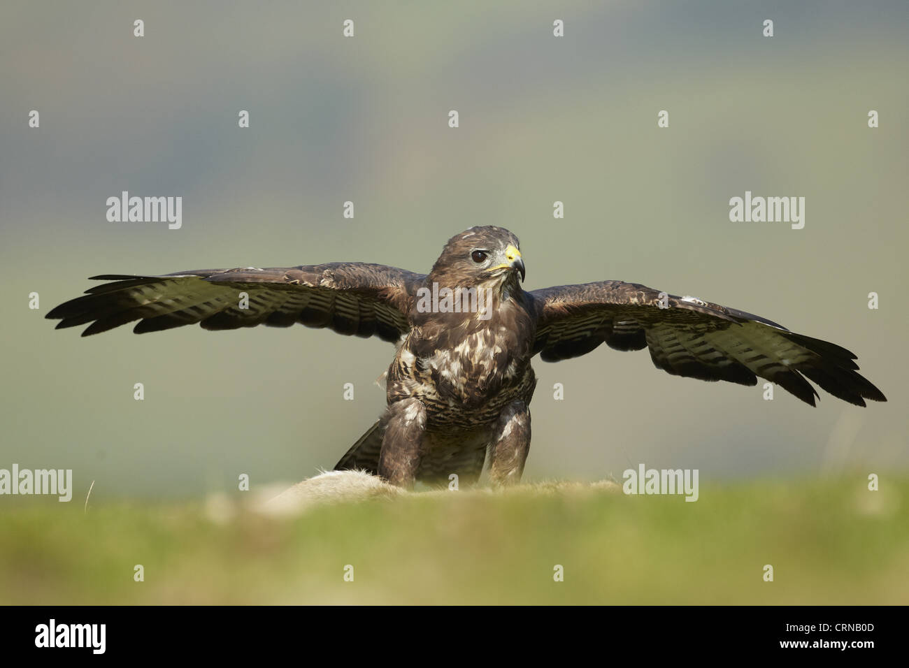 Mantling hi-res stock photography and images - Alamy