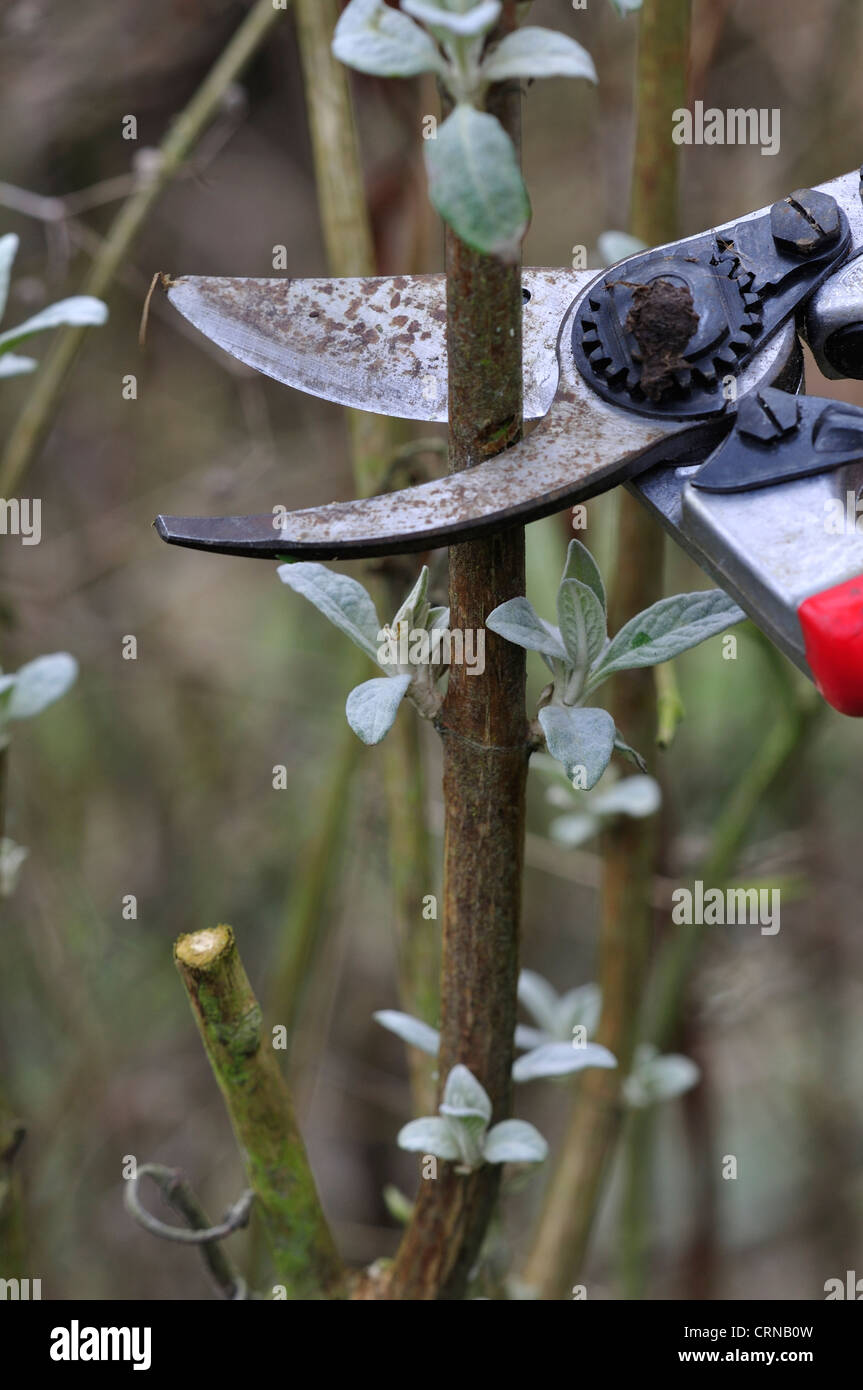 Buddleia hi-res stock photography and images - Alamy