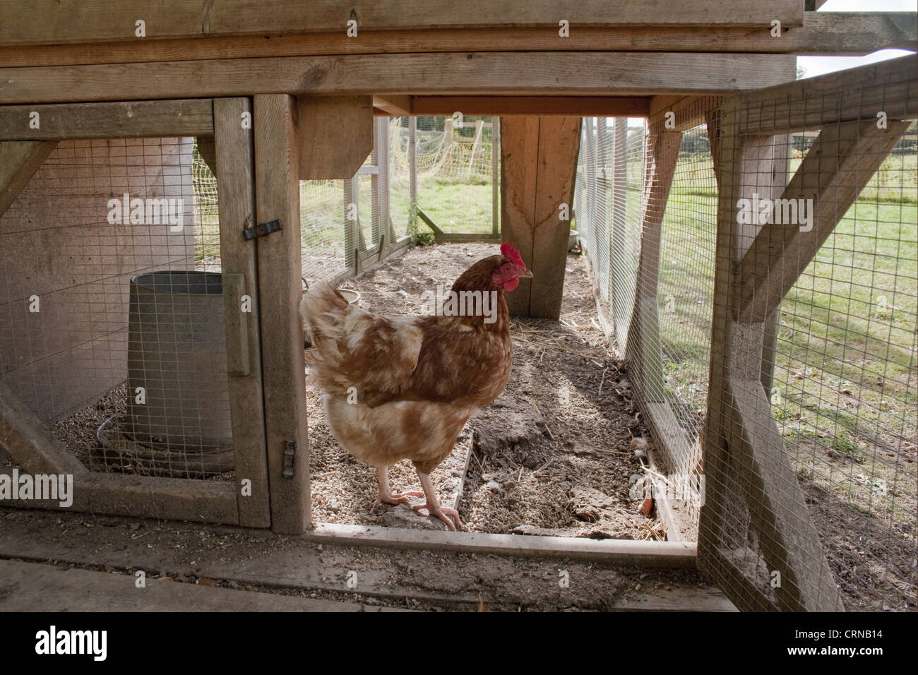 Chicken run female hi-res stock photography and images - Alamy
