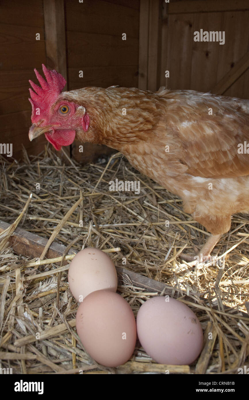 Inside hens coop chicken hi-res stock photography and images - Alamy