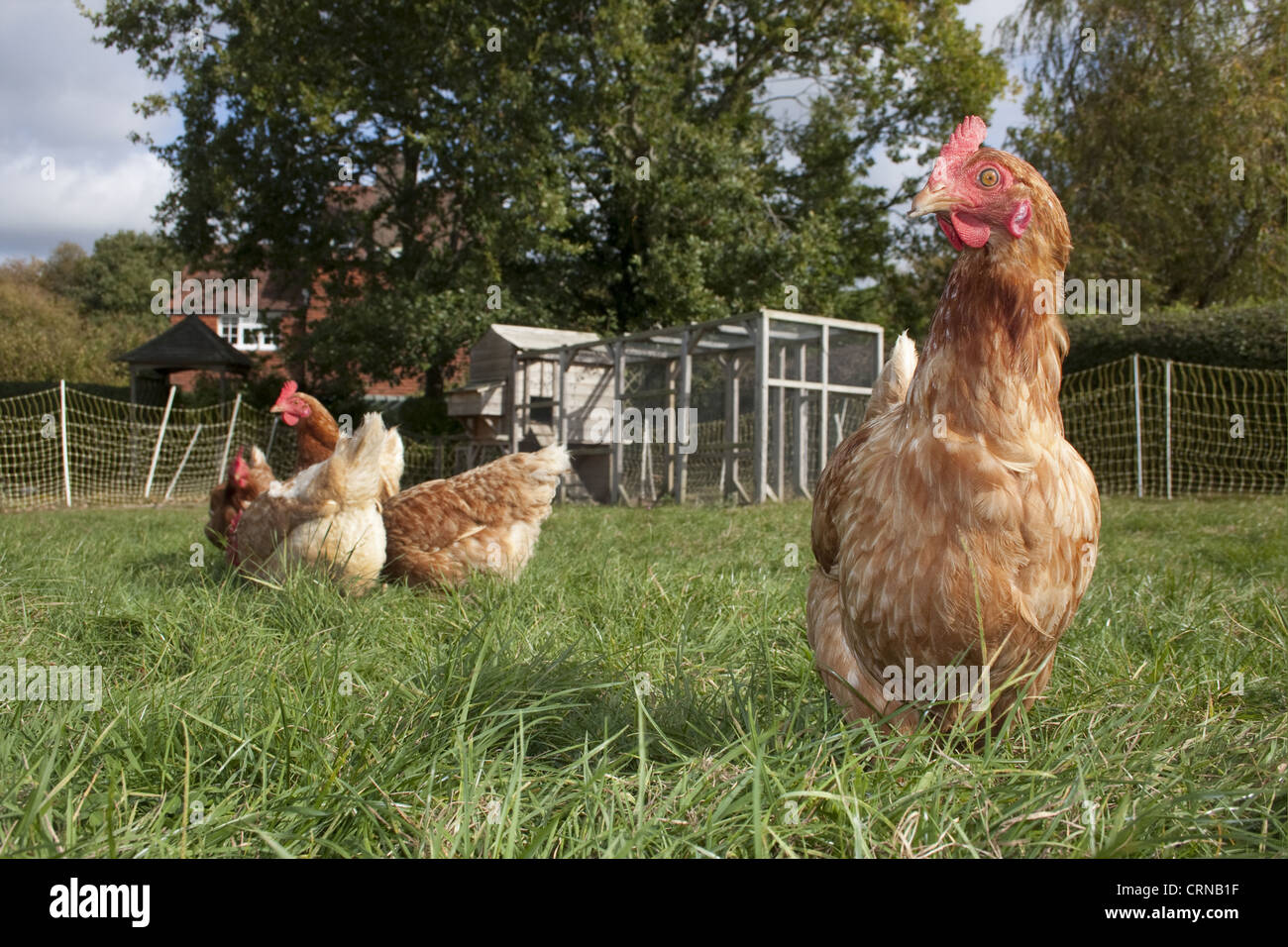 Chicken run house hi-res stock photography and images - Alamy