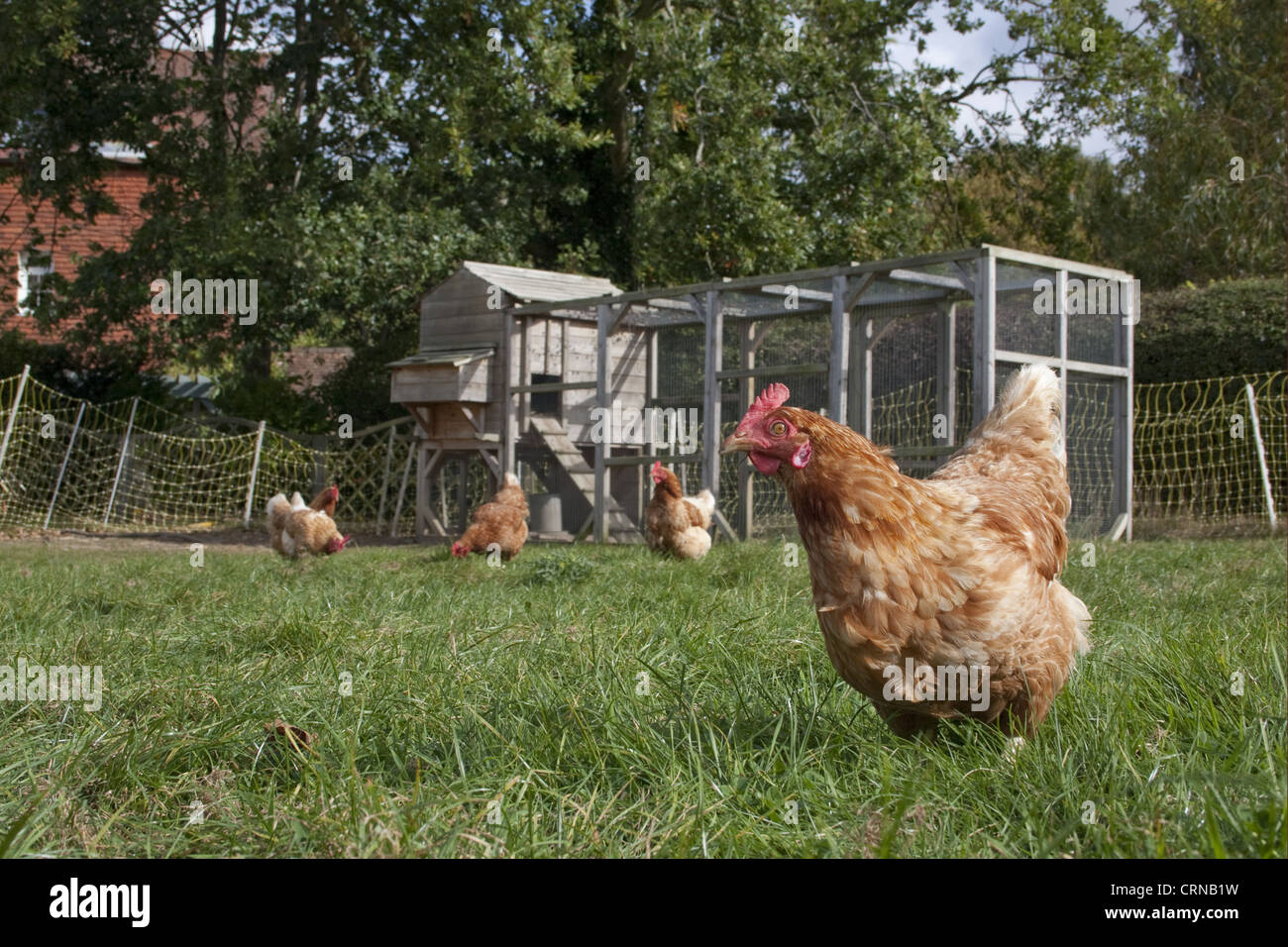 Chicken run house hi-res stock photography and images - Alamy
