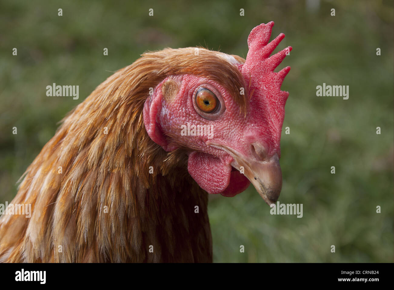 Domestic Chicken, freerange hen, close-up of head, on smallholding ...