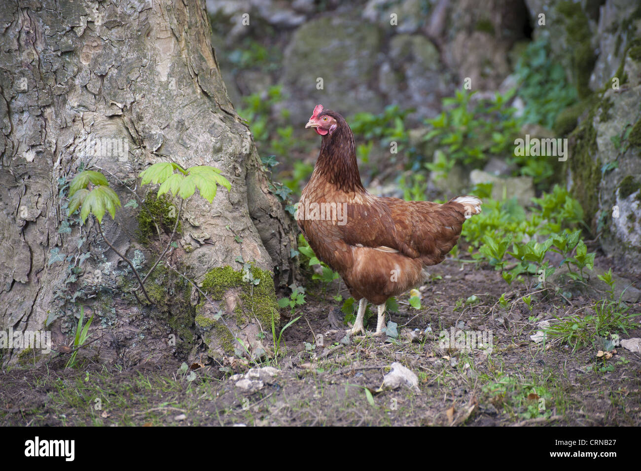 Domestic Chicken, freerange hen, standing beside tree trunk, Silverdale ...
