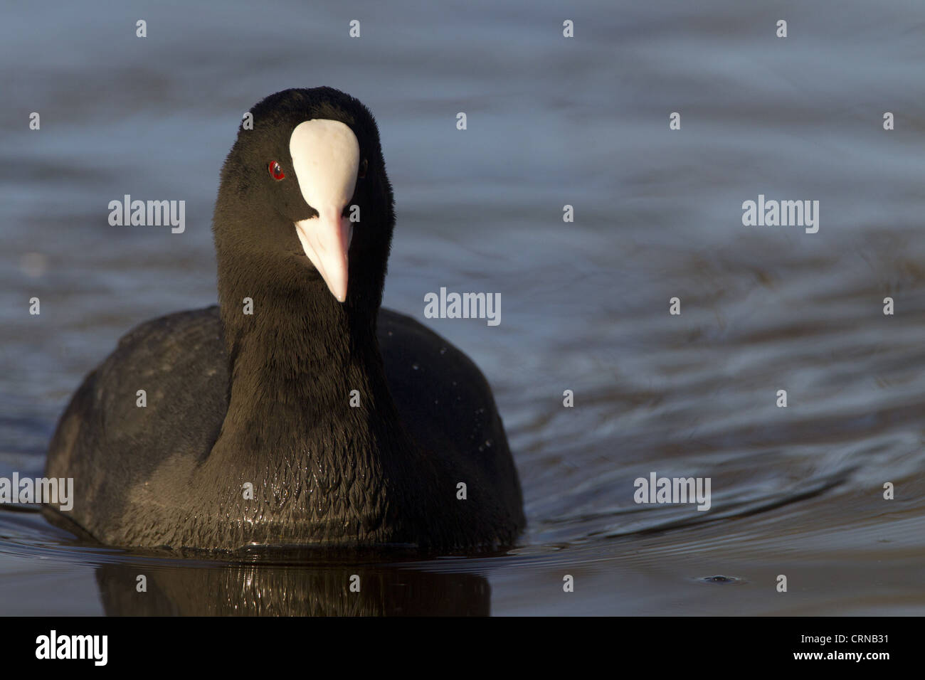 Common Coot (Fulica atra) adult, swimming on lake, Duns Castle, Duns ...
