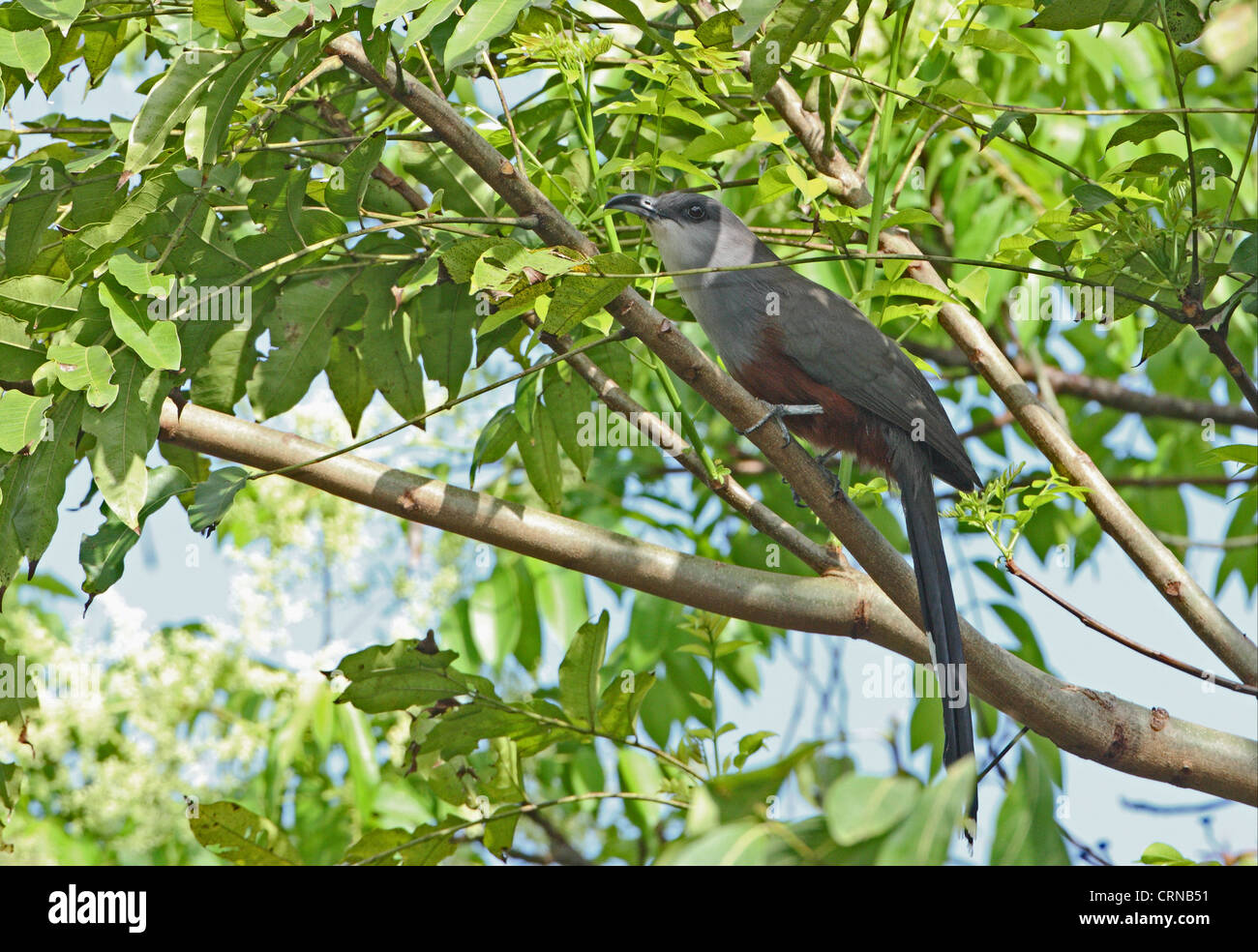 Chestnut-bellied Cuckoo (Coccyzus pluvialis) adult, perched on branch ...