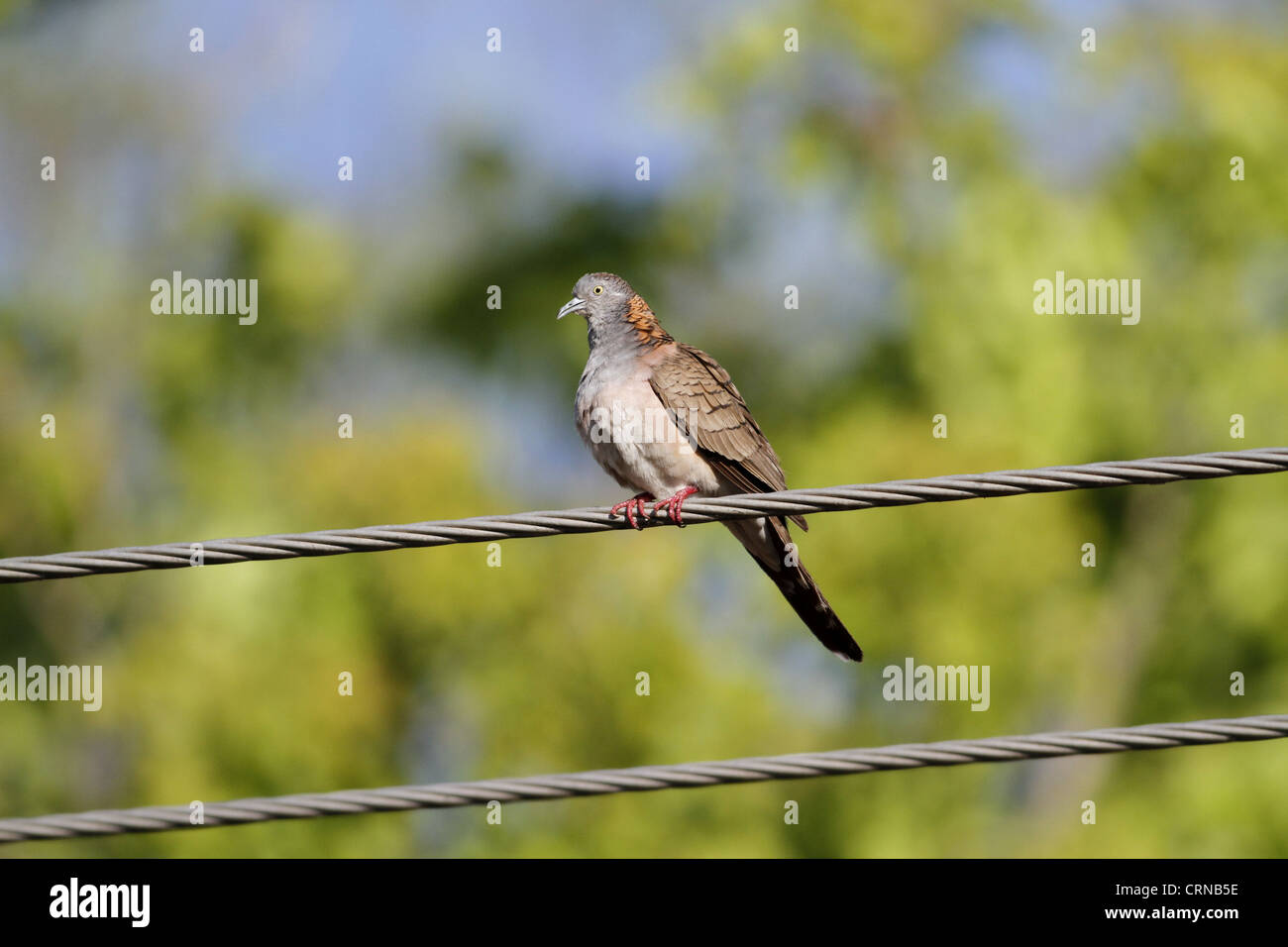 Bar-shouldered Dove (Geopelia humeralis) adult male, perched on ...