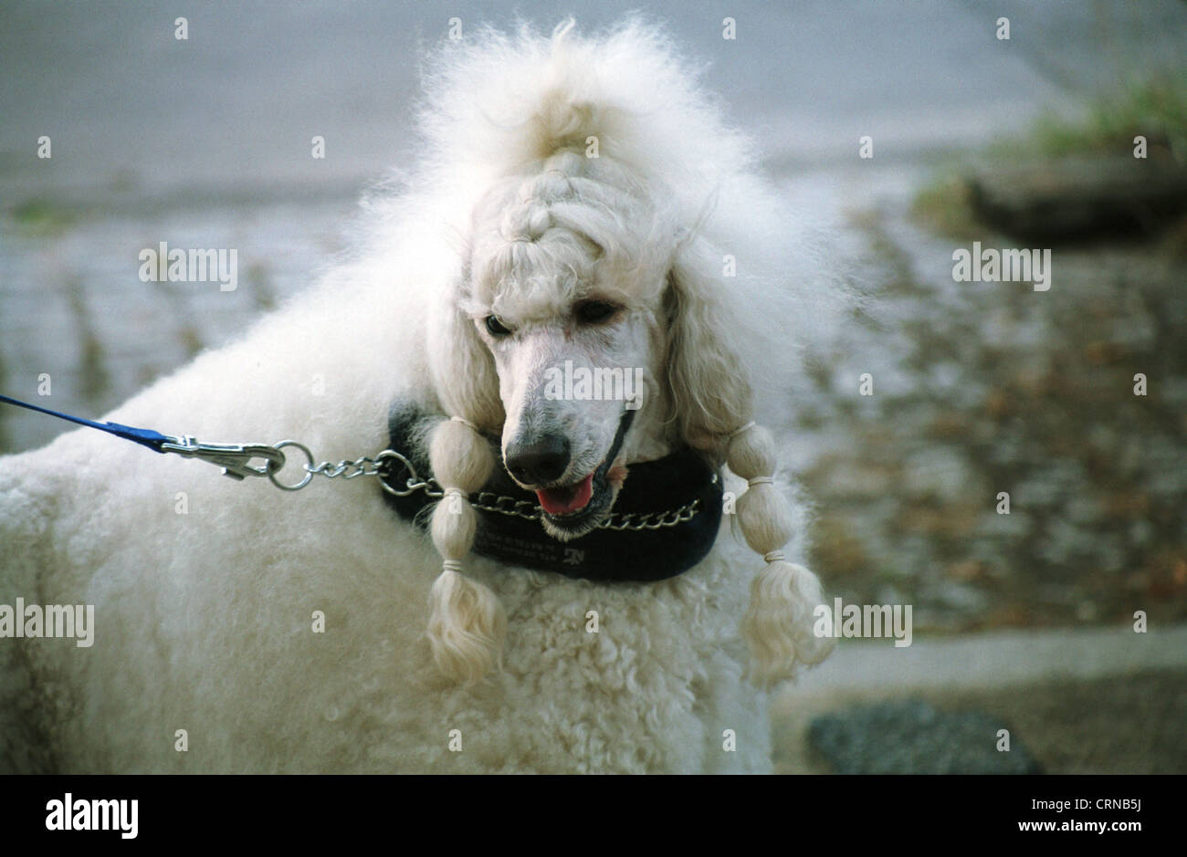 Fifi Parade in Berlin: A poodle wears braids Stock Photo - Alamy