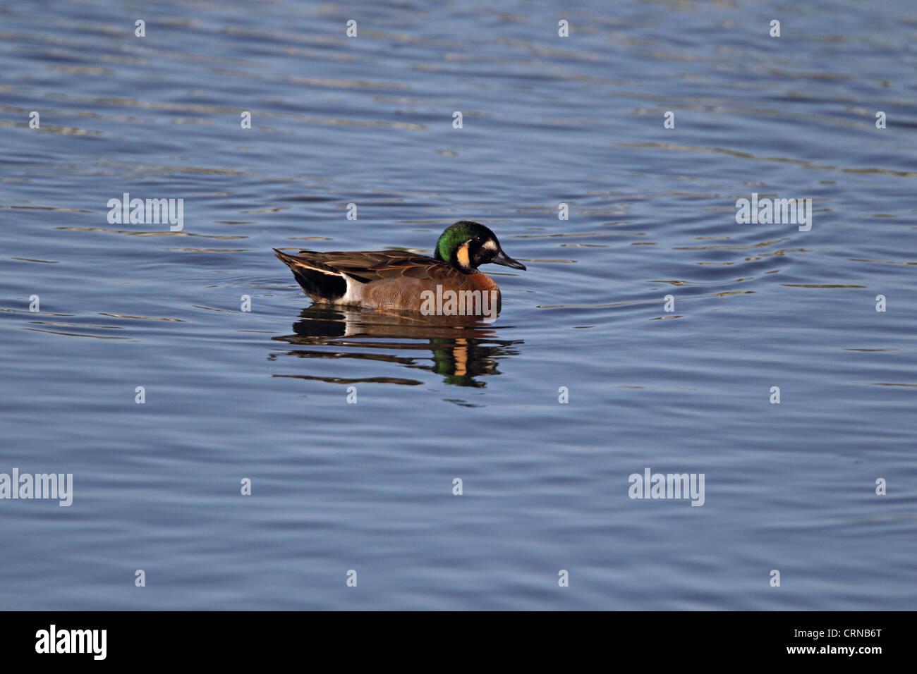 Baikal Teal (Anas formosa) x Blue-winged Teal (Anas discors) hybrid ...