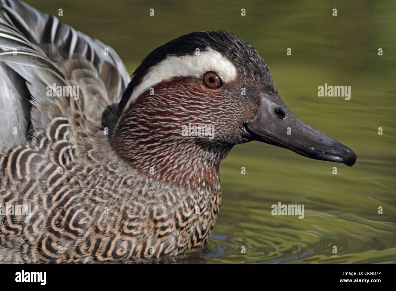 Garganey (anas querquedula) garganeys hi-res stock photography and ...