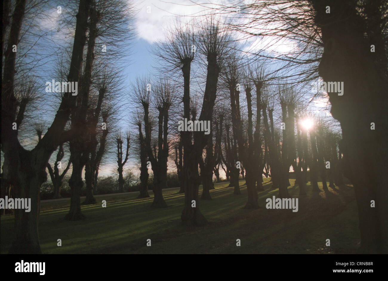 Historical group of trees in a park Stock Photo - Alamy