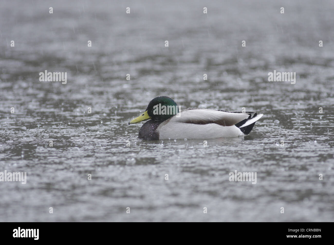 Mallard duck rests pond on hi-res stock photography and images - Alamy