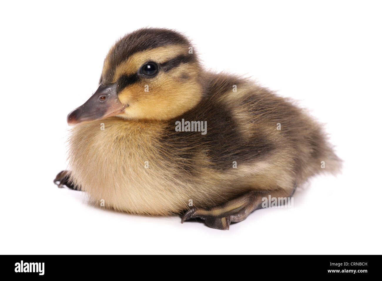 Mallard Duck (Anas platyrhynchos) duckling Stock Photo - Alamy