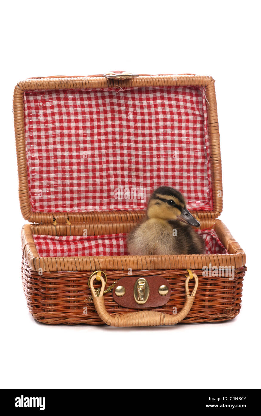 Mallard Duck (Anas platyrhynchos) ducking, sitting in picnic basket ...