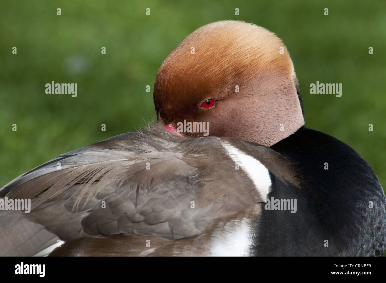 Red-crested Pochard (Netta rufina) adult male, breeding plumage, close ...