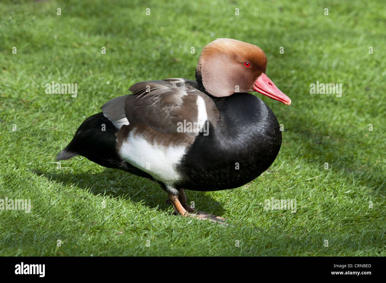 Red-crested Pochard (Netta rufina) adult male, breeding plumage ...
