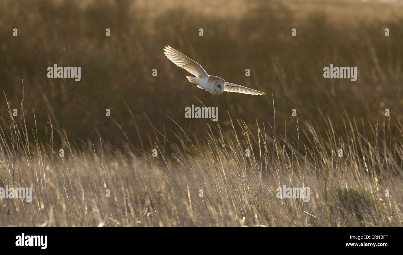 Barn Owl (Tyto alba) adult, in flight, hunting over rough grassland at ...