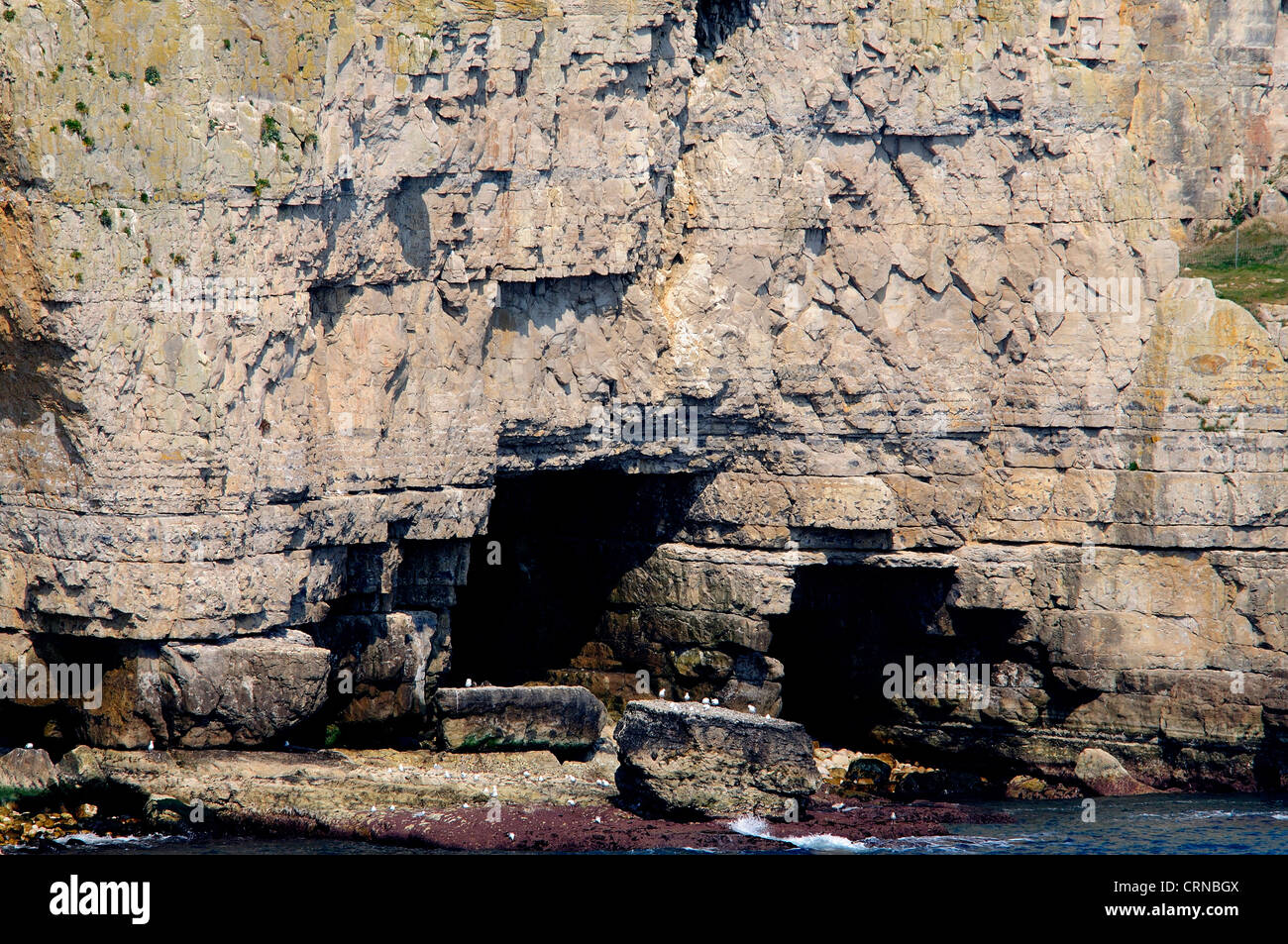 Caves at Seacombe Cliff East Dorset UK Stock Photo - Alamy