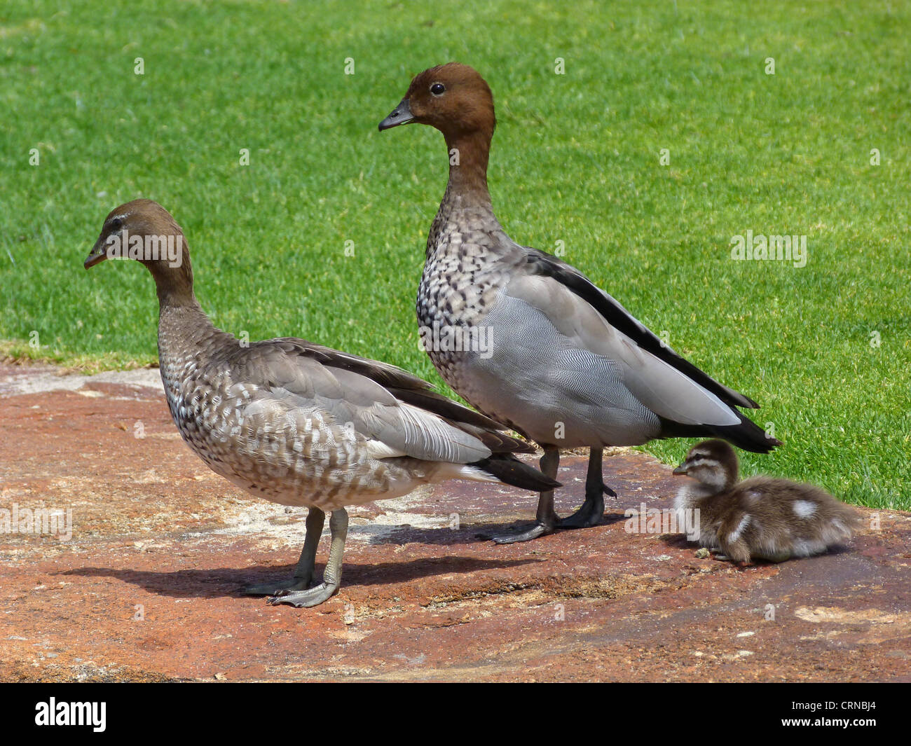 Father mother ducks with duckling hi-res stock photography and images ...