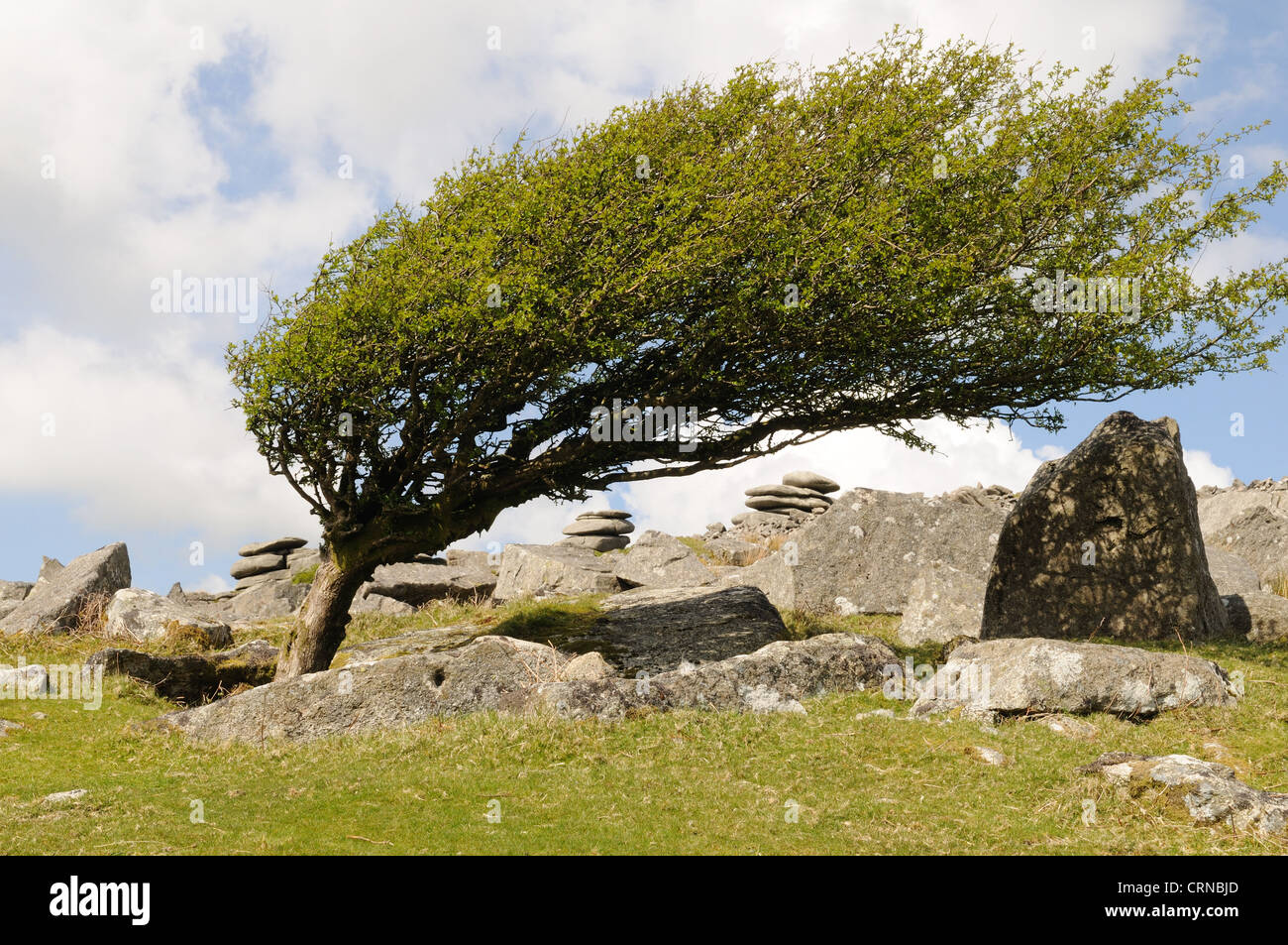 Wind blown hawthorn Tree and granite tors Minions Bodmin Moor Cornwall ...