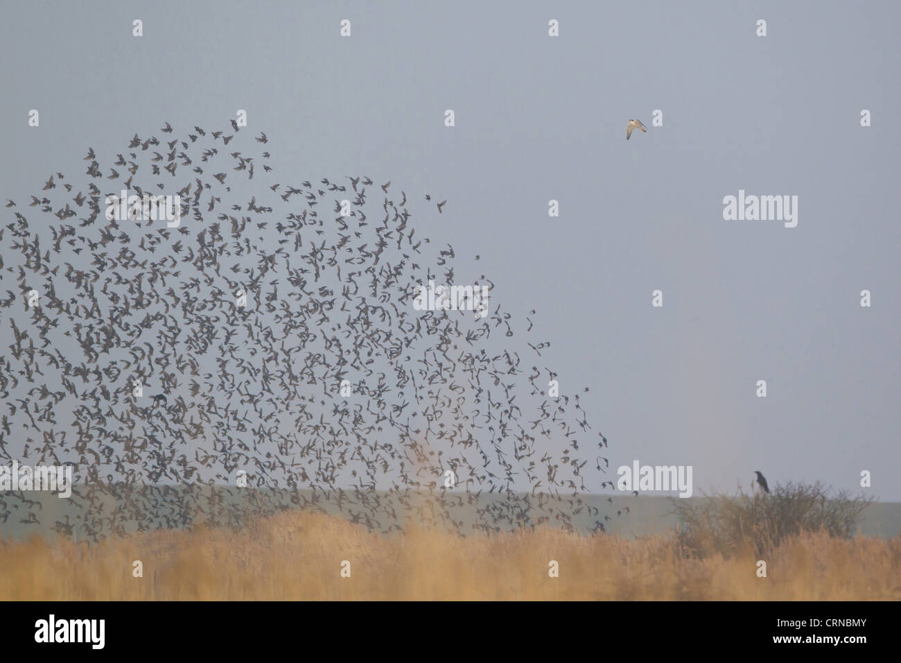 Peregrine falcon starlings hi-res stock photography and images - Alamy