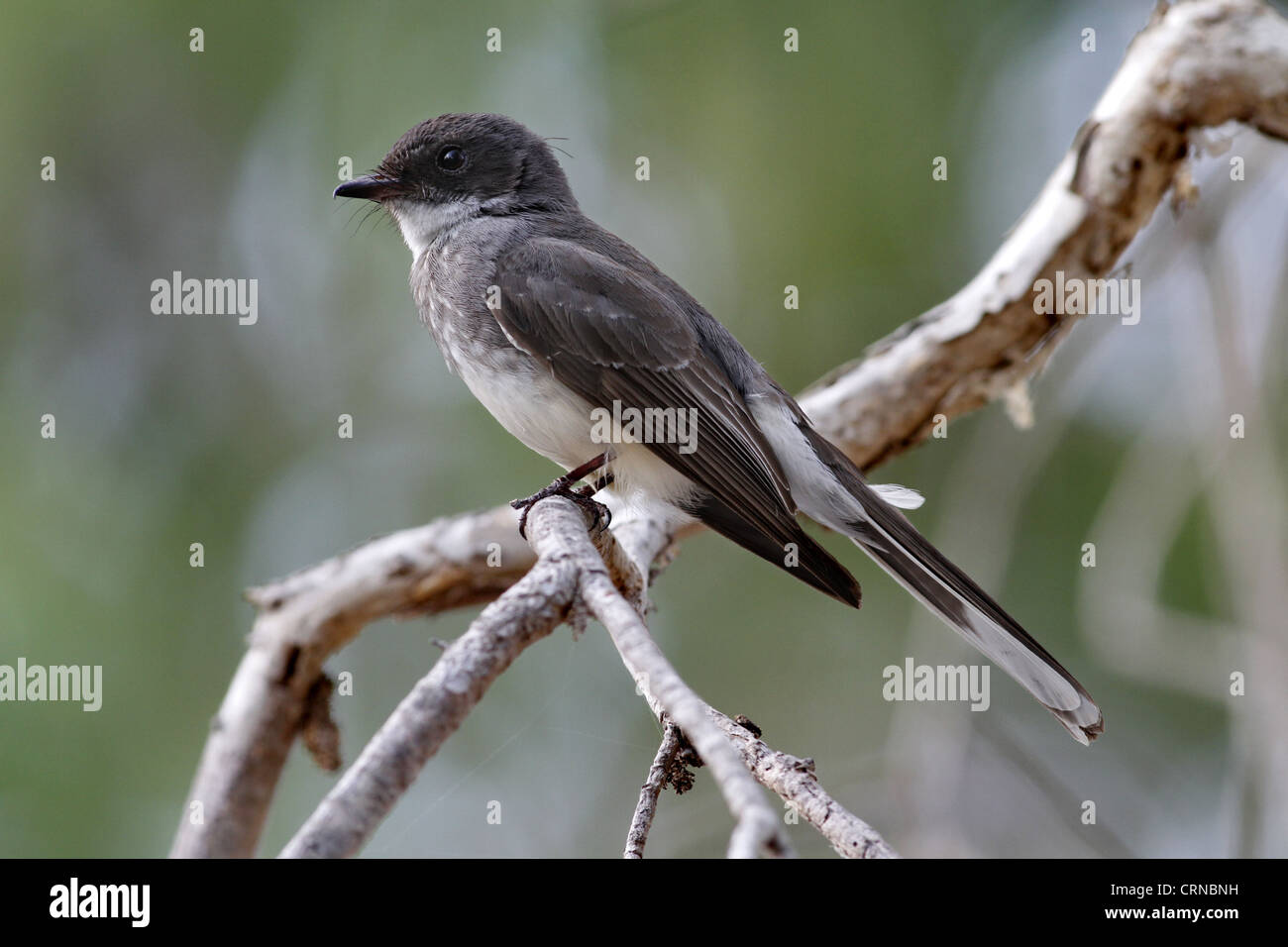 Such as the australasian fantails hi-res stock photography and images ...