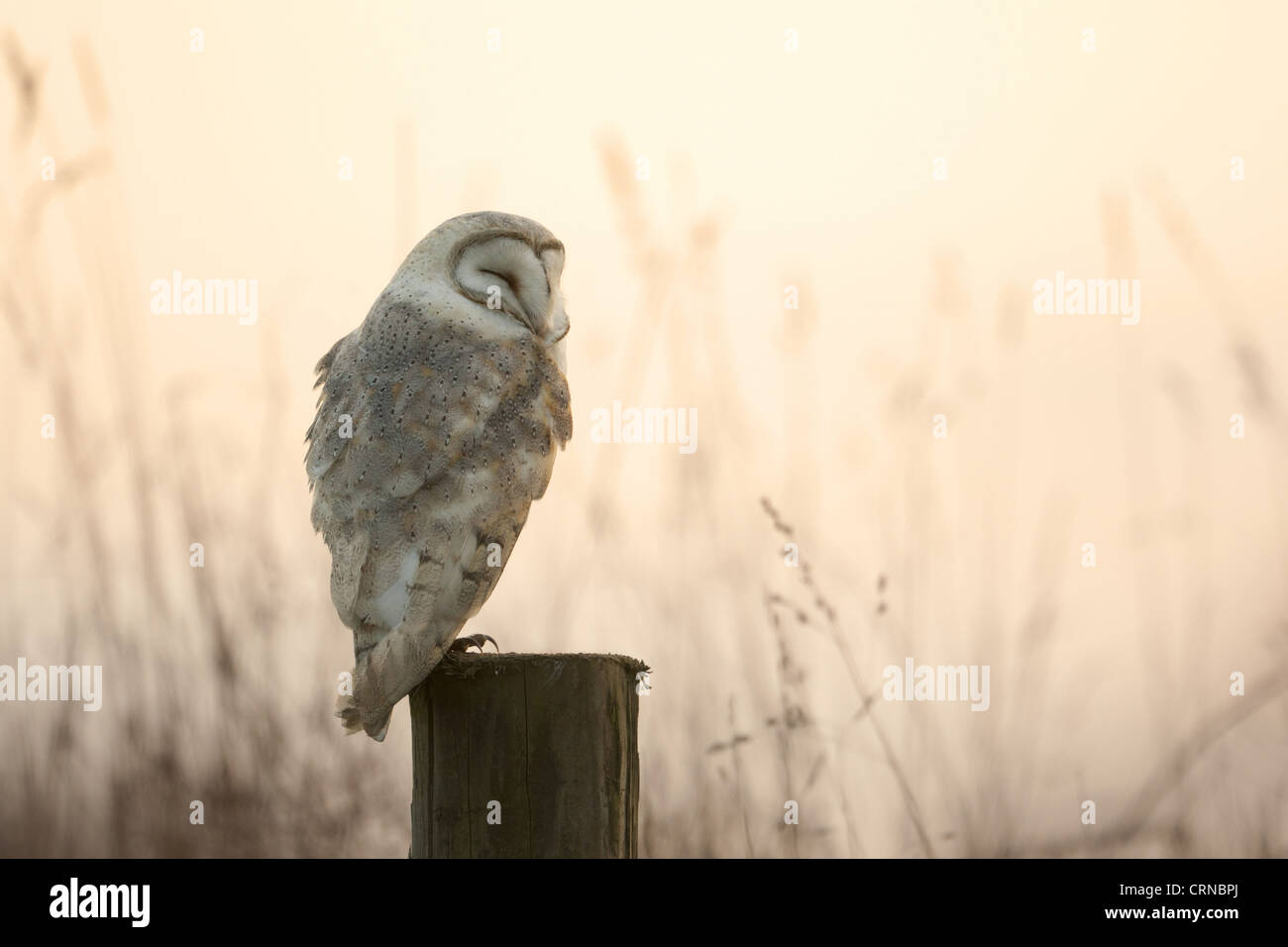 Sleeping barn owl hi-res stock photography and images - Alamy